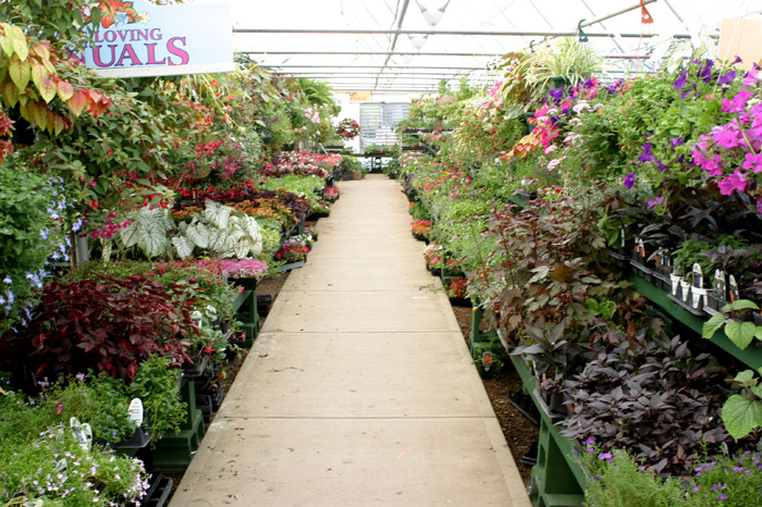 Garden Center | Trees, Shrubs and More
