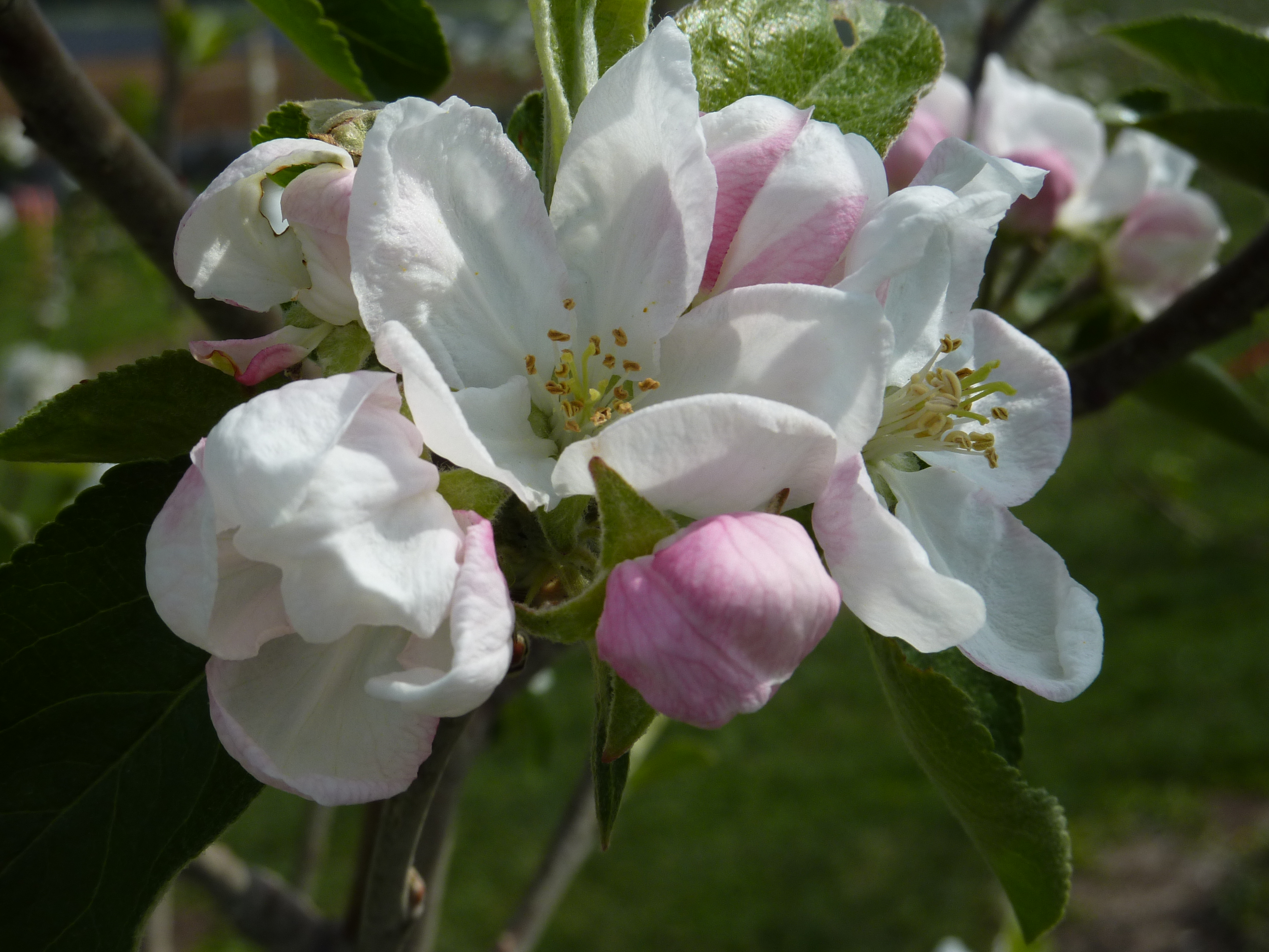 Orchard | Trees, Shrubs and More